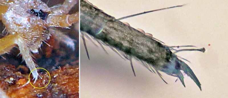 Springtails - Setae and sensilles of springtails